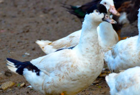 Canards d'engraissement - poulaillers.be
